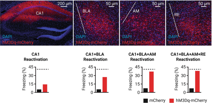 Memory Storage in Distributed Engram Cell Ensembles | SpringerLink