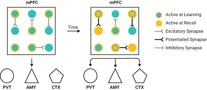 The Role of Prefrontal Ensembles in Memory Across Time: Time-Dependent ...
