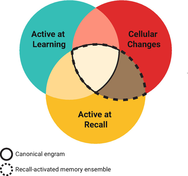 The Role of Prefrontal Ensembles in Memory Across Time: Time-Dependent ...