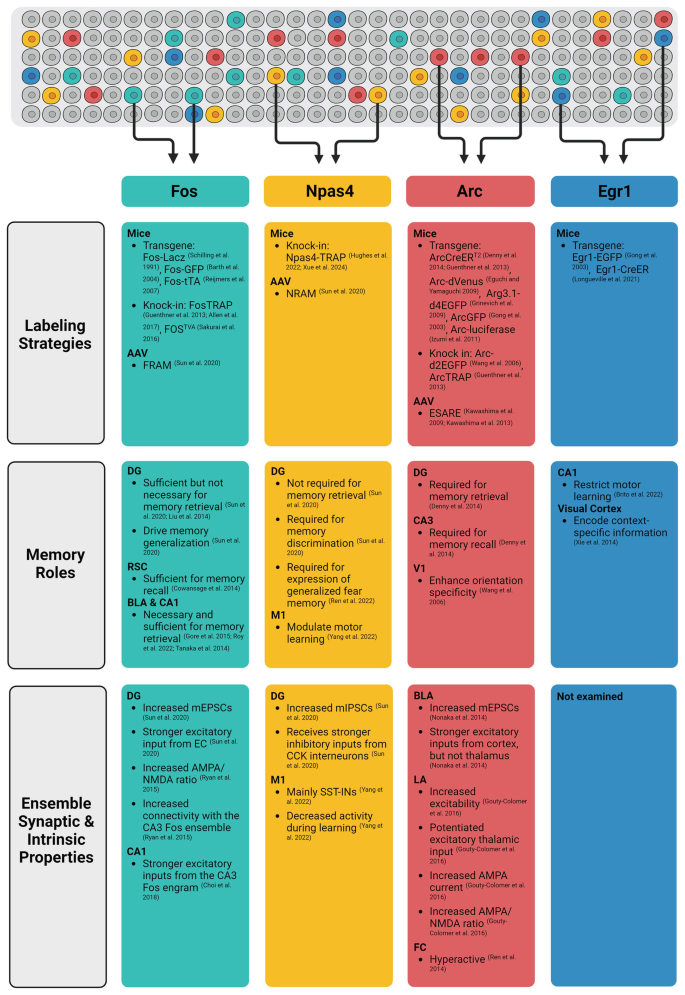 All IEGs Are Not Created Equal—Molecular Sorting Within the Memory Engram | SpringerLink