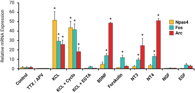All IEGs Are Not Created Equal—Molecular Sorting Within the Memory ...