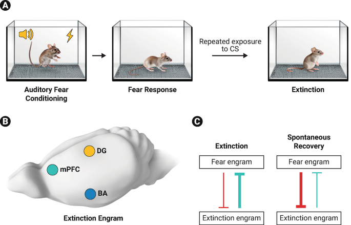 Synaptic Engram | SpringerLink