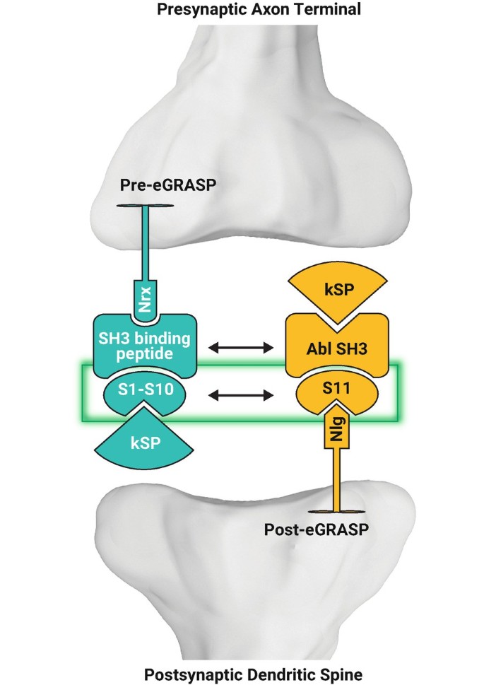 Synaptic Engram | SpringerLink