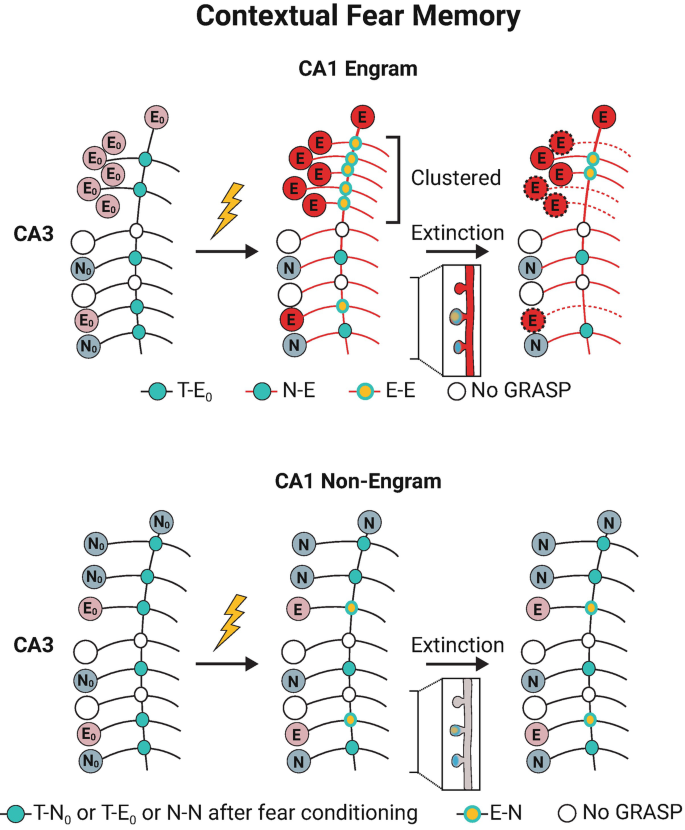 Synaptic Engram | SpringerLink