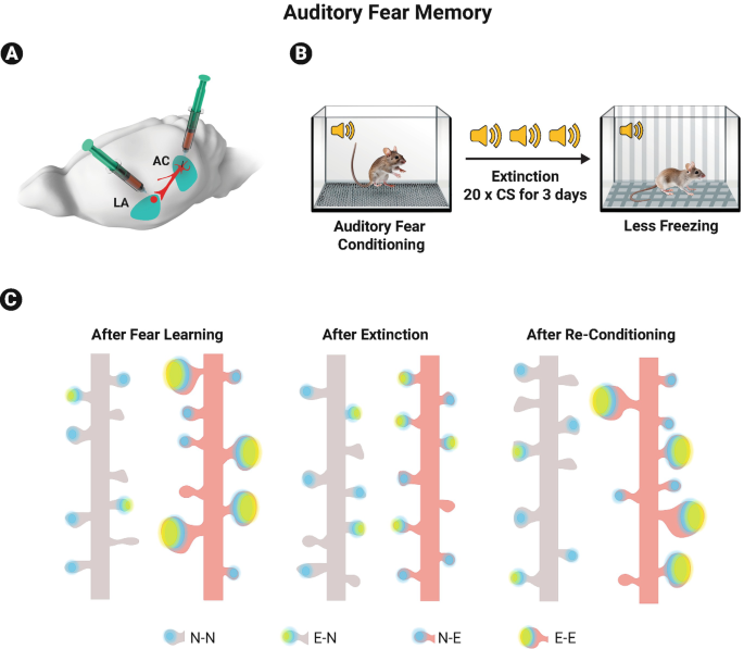 Synaptic Engram | SpringerLink