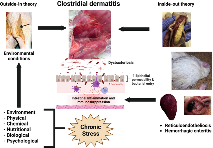 Clostridial Dermatitis in Turkeys | Springer Nature Link