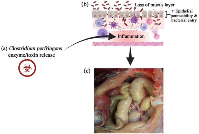 Necrotic Enteritis | SpringerLink