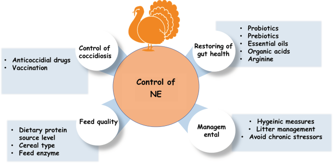 Necrotic Enteritis | SpringerLink