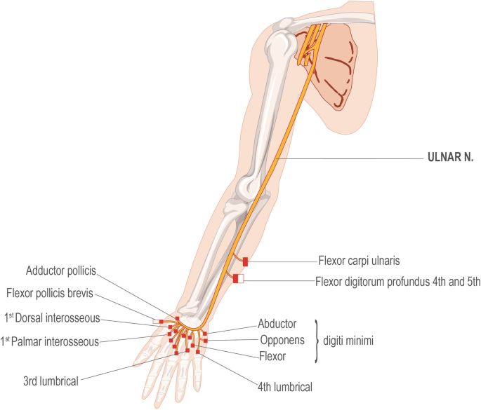 Muscles Innervated by the Ulnar Nerve | Springer Nature Link