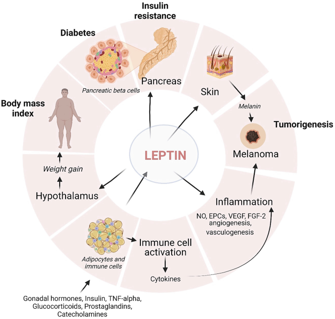 New Insights into the Link Between Melanoma and Obesity | SpringerLink