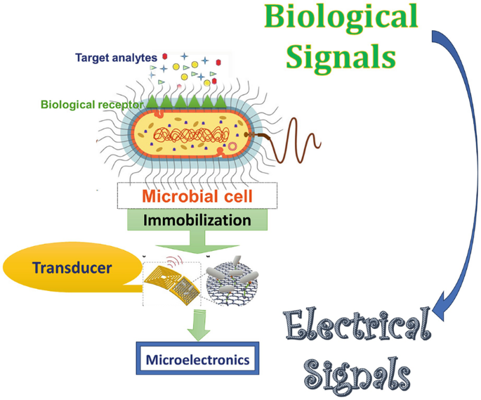 Microbial Biosensors: Design, Types and Applications | SpringerLink
