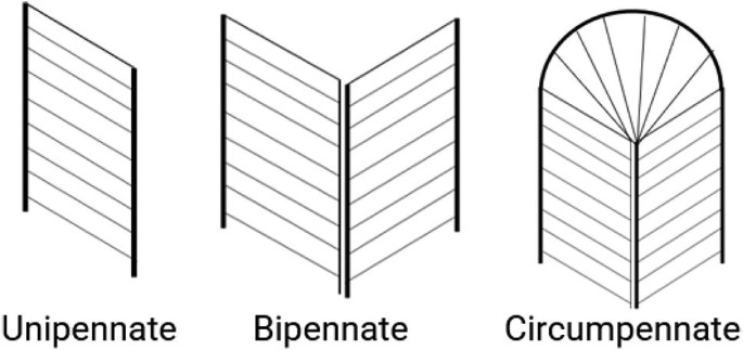 Basic Clinical Ultrasound Principles | SpringerLink