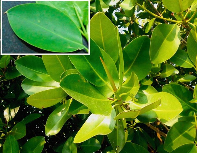 Chemistry and Biological Activities of Rhizophora mucronata Lam ...