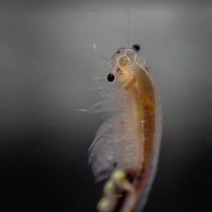 Wetlands, Bogs, and Some Other Bizarre Habitats | Springer Nature Link