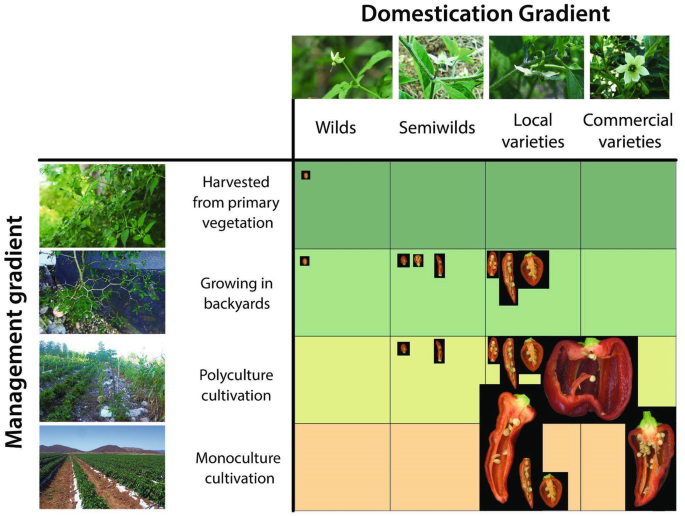 Evolution Under Domestication: The Intersection of Genes, Organism and ...