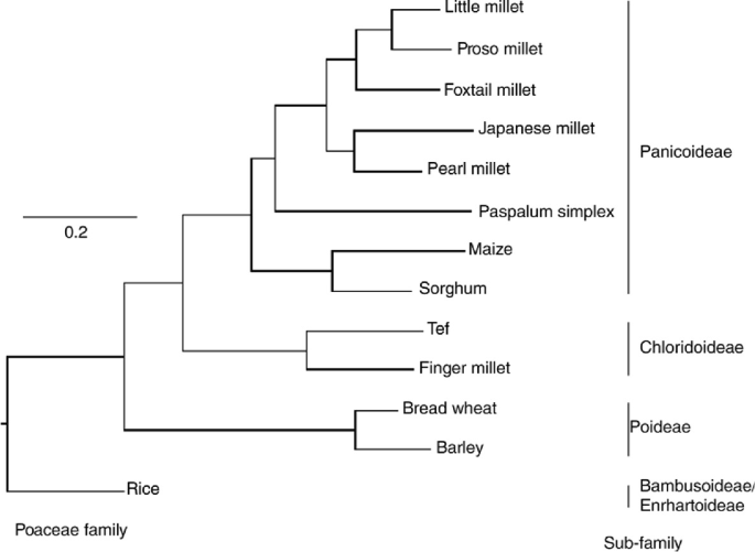 Barnyard Millet: Biology, Functional Potential and Sustainable ...