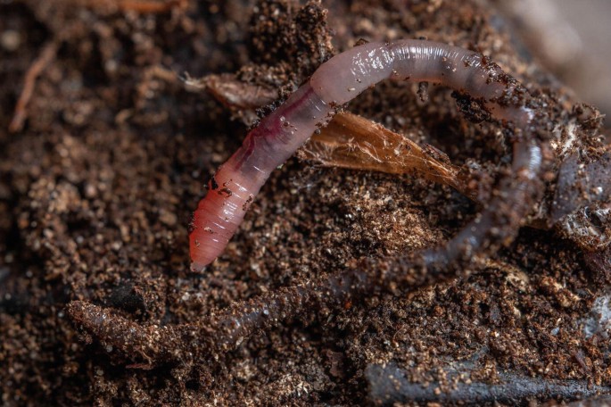 Earthworm Ecology in Northern European Forests | SpringerLink