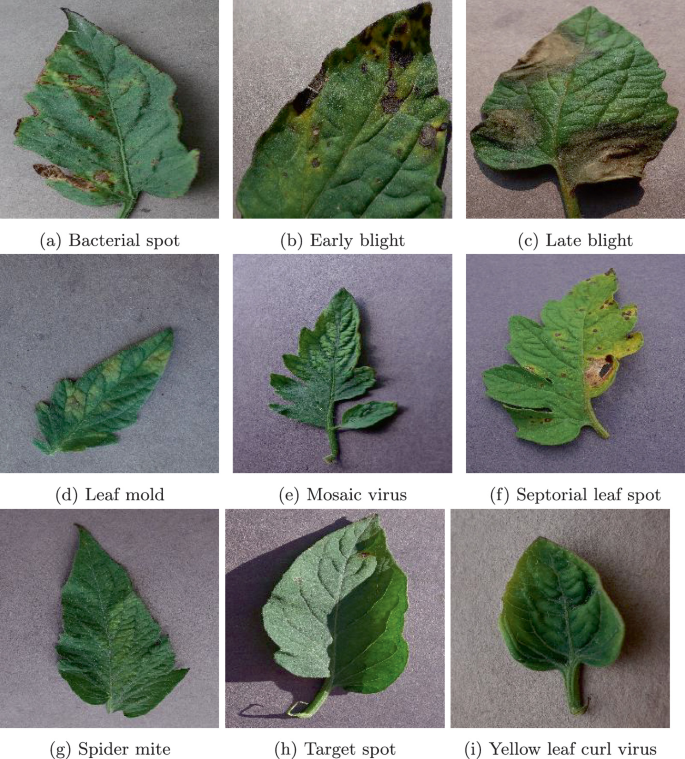 Tomato Disease Detection from Tomato Leaf Images Using CNN-Based Feature Extraction, Feature ...