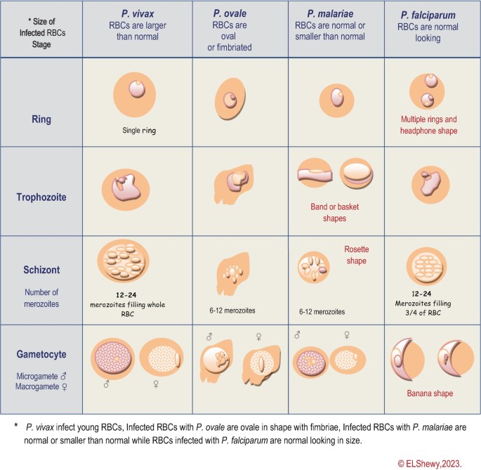 Blood and Lymphatic Parasites | SpringerLink