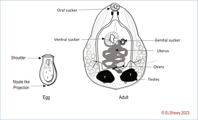 Trematode Helminths of the Small Intestine | SpringerLink