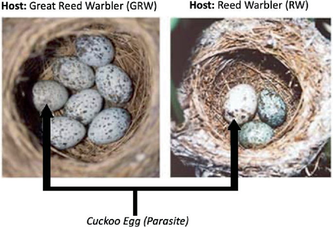 Brood Parasitism Identification Using a Deep Learning Model with Mish ...