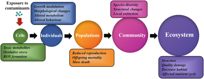Ecotoxicology and Risk Assessment of Contaminated Water | SpringerLink