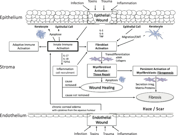 Wound Healing | Springer Nature Link (formerly SpringerLink)