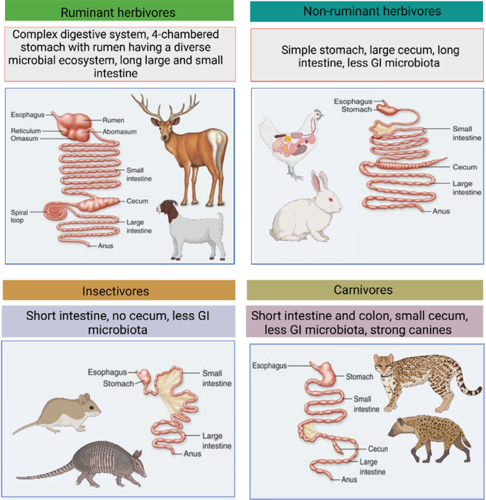 Microbial-Rich Niches in Herbivores | SpringerLink