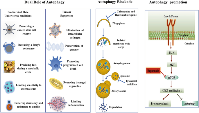 Molecular Mechanisms of Autophagy Regulation in Cancer | SpringerLink