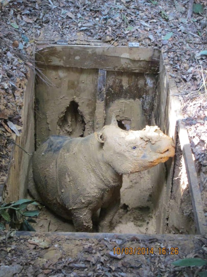 The Sumatran Rhinoceros: What Went Wrong and How to Move Forward ...