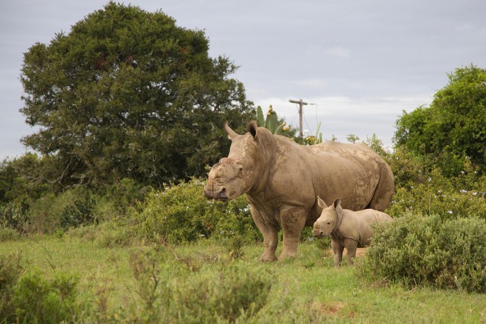 The Impact of Poaching on Rhino Conservation | SpringerLink