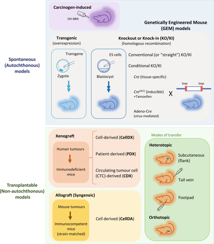 The Emerging Landscape of Mouse Bladder Cancer Models | SpringerLink