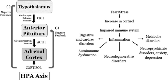 The Neuroscience of Positive Emotions and Gratitude in Healthy Ageing and Longevity | SpringerLink
