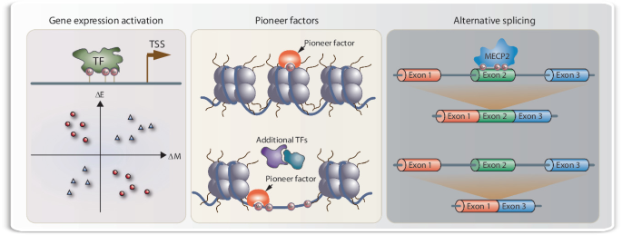 DNA Methylation | SpringerLink