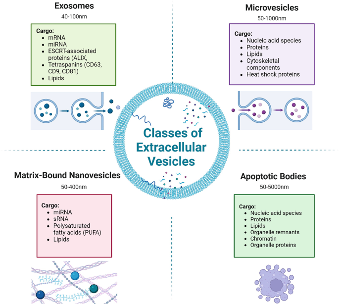 Manipulating the Matrix: Role of Extracellular Vesicles | SpringerLink