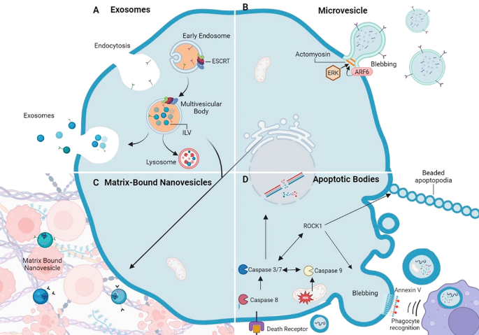 Manipulating the Matrix: Role of Extracellular Vesicles | SpringerLink