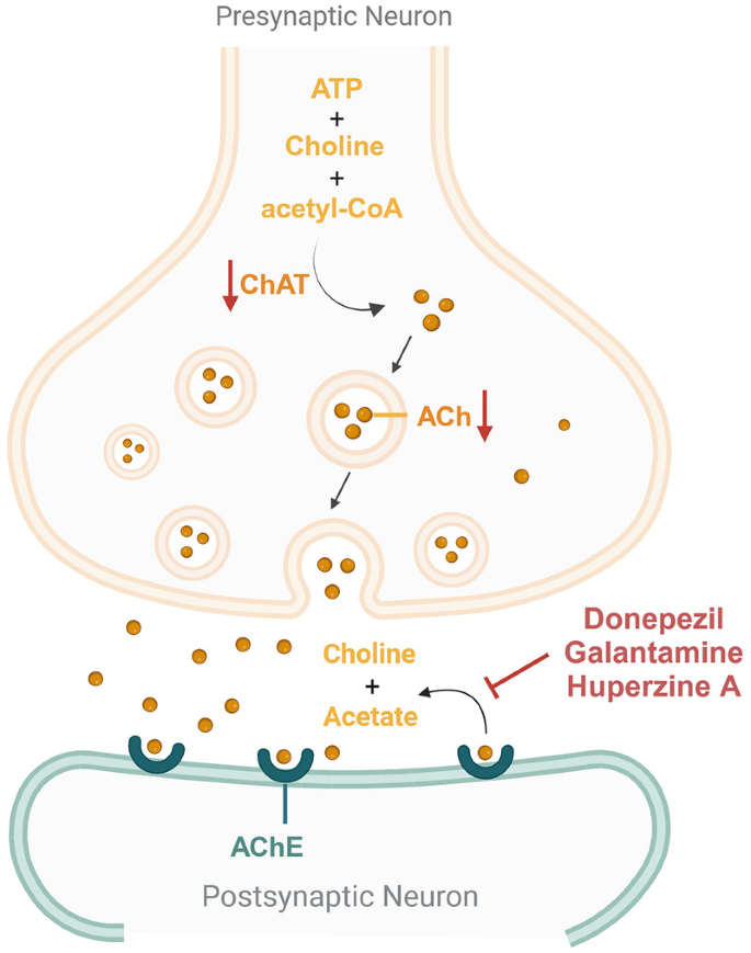 Alzheimer’s Disease from Modeling to Mechanism Research | SpringerLink