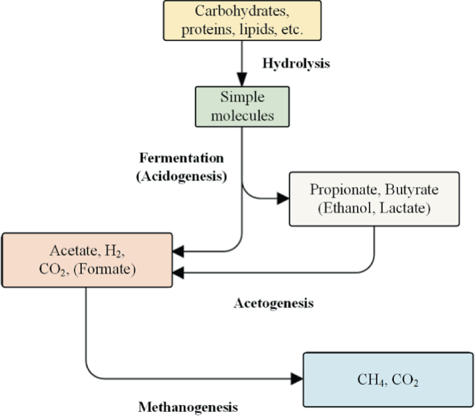 A Holistic Metabolic Pathway of Anaerobic Digestion Integrating ...