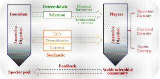 Microbial Ecology of Anaerobic Digestion | SpringerLink