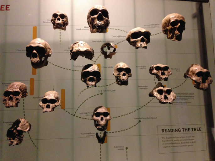 The American Museum of Natural History | SpringerLink