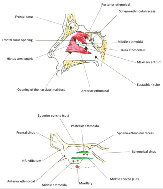The Nose and Paranasal Sinuses | SpringerLink