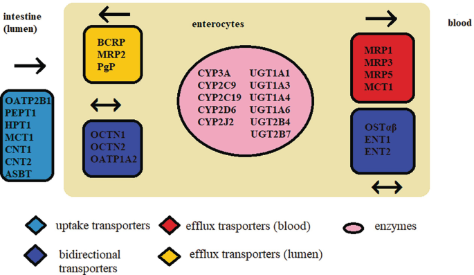 DDI and Drug Development | SpringerLink