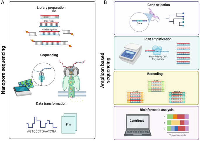 Deployment of Amplicon-Based Sequencing Platforms Using Oxford Nanopore Technologies for the ...