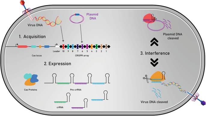 CRISPR-Cas in Parasites: Advances and Challenges in the Study of ...