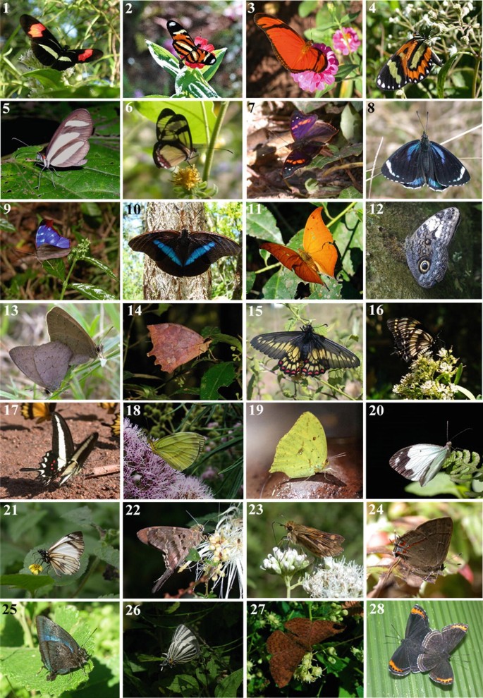 What Do Butterflies Tell Us About Tropical and Subtropical Urban ...