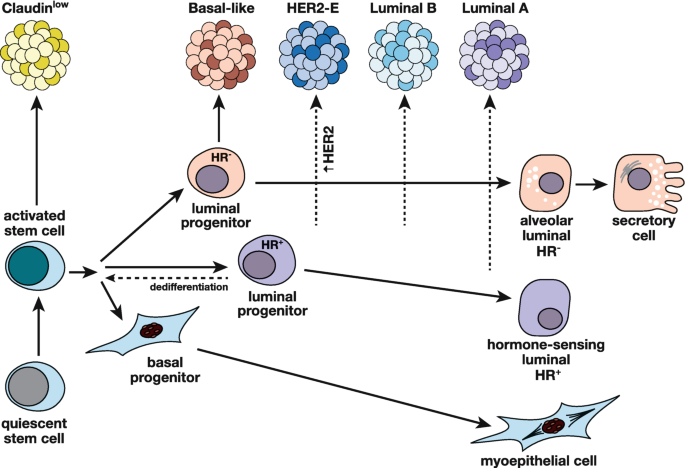 Cells-of-Origin of Breast Cancer and Intertumoral Heterogeneity ...