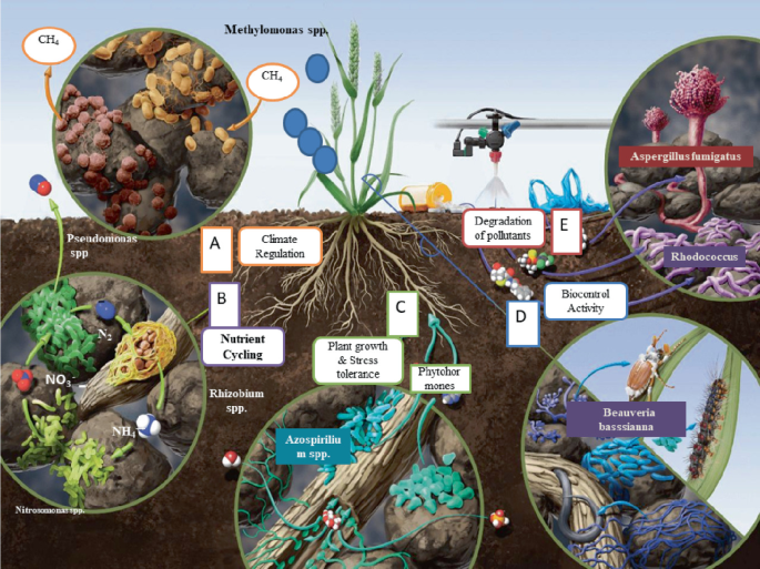 Comprehensive Integrating Role of Soil and Plant Microbiome in ...