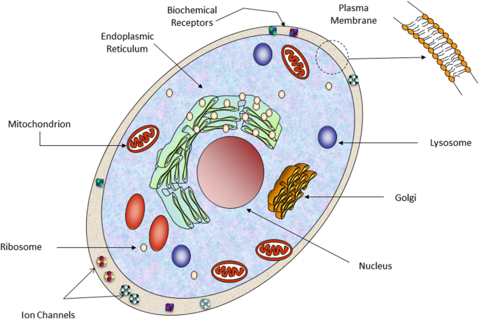 Cellular Myocytes | SpringerLink