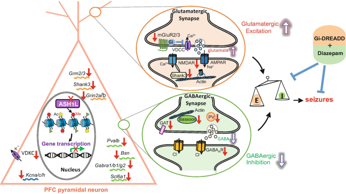 Epigenetic Mechanisms of Autism Spectrum Disorders | Springer Nature Link