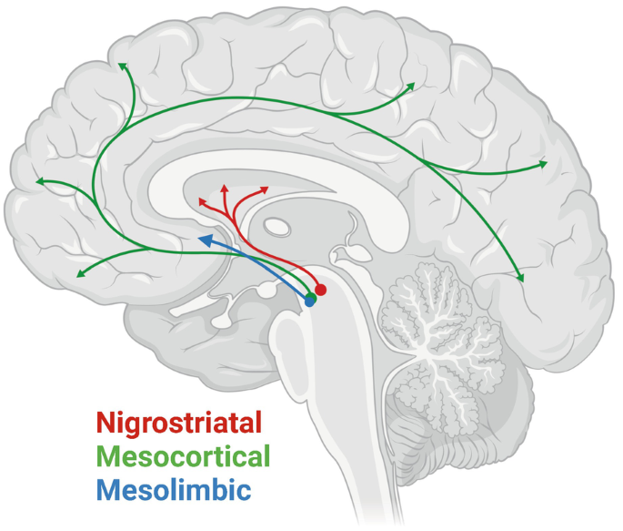 Dopamine Mechanisms and Neuromelanin-Sensitive Magnetic Resonance ...